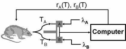Rat Behavior in Response to Reward Changes: