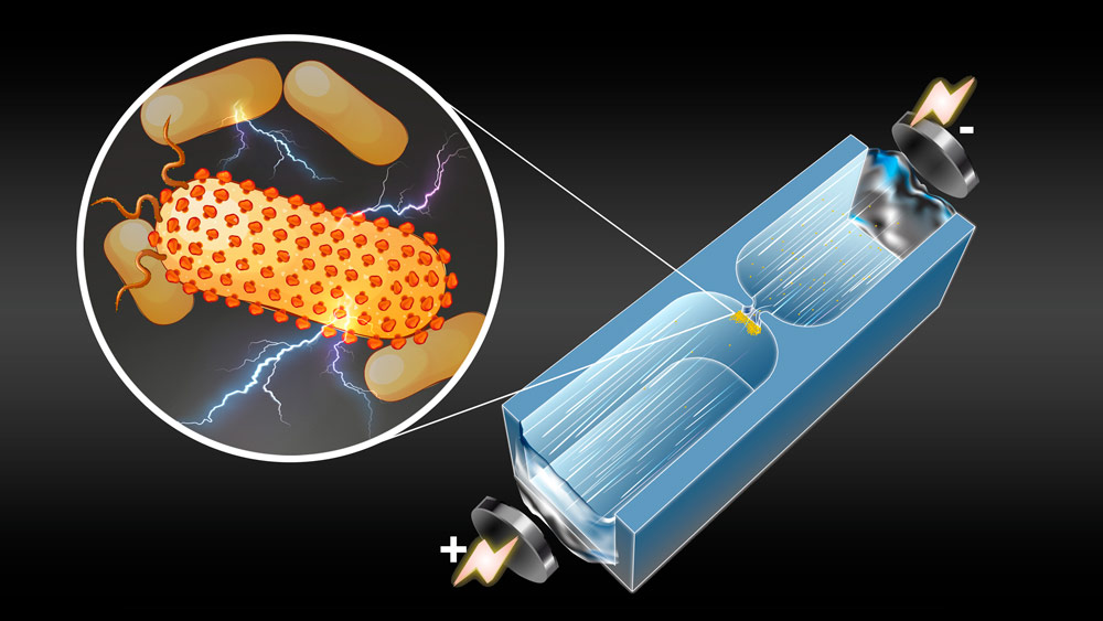 Spotlight: The bacterium electric | MIT - Massachusetts Institute of ...