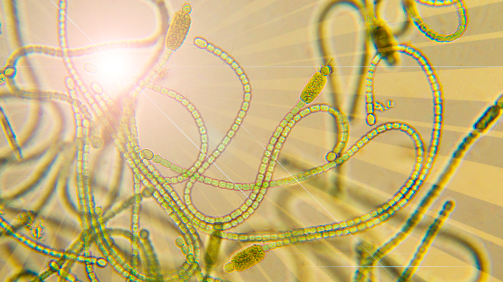 Spotlight: Origins of photosynthesis | MIT - Massachusetts Institute of ...