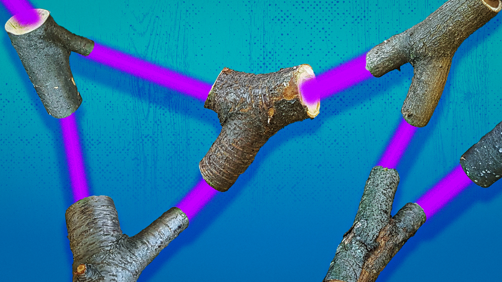Spotlight: Naturally engineered structures | MIT - Massachusetts ...