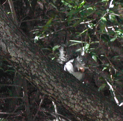 FARK.com: (1849795) Squirrel-rat breeding experiment produces "squirrat ...