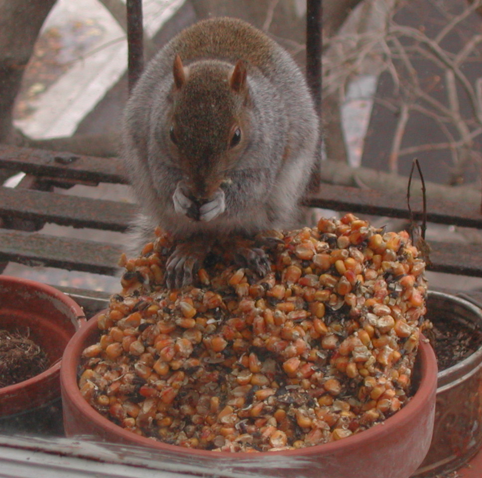 FARK.com: (1849795) Squirrel-rat breeding experiment produces "squirrat ...